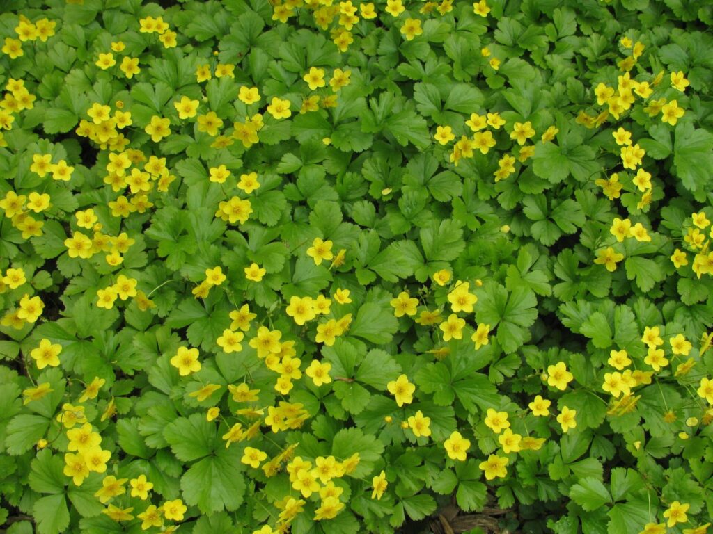 12 vaste planten met gele bloemen - Tuinmagie