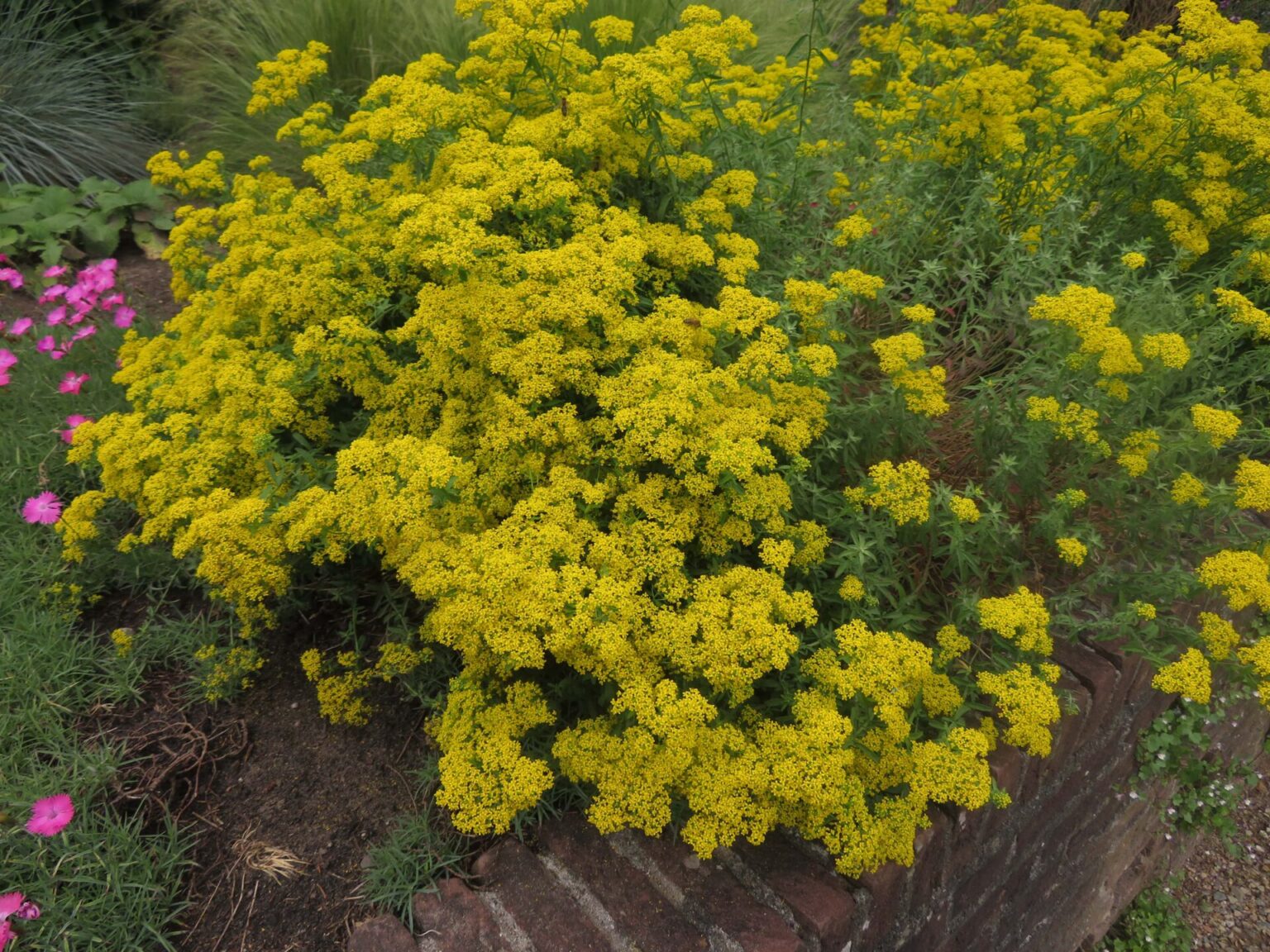 12 vaste planten met gele bloemen - Tuinmagie
