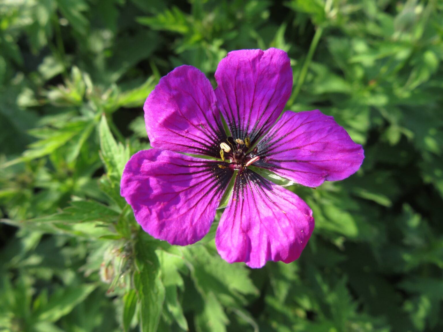 15 soorten Geranium - ooievaarsbek - Tuinmagie