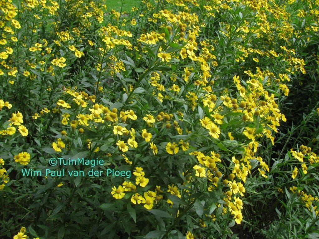 12 vaste planten met gele bloemen - Tuinmagie